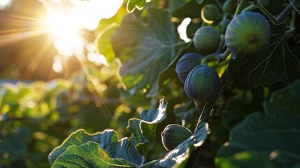Fig trees in evening light, close-up on ripe figs, soft sunset glow ...