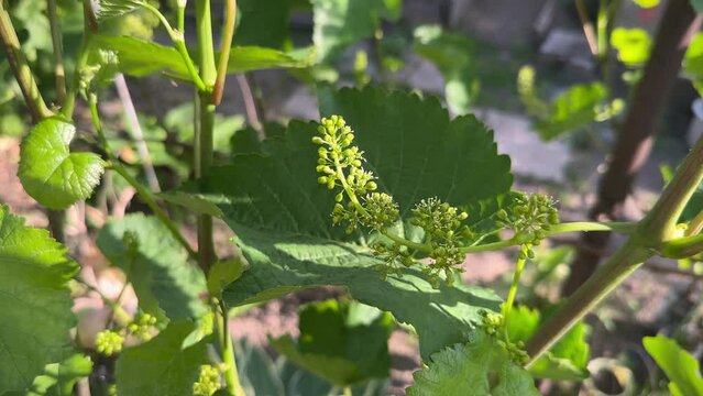 Grapevine Images – Browse 1,966,662 Stock Photos, Vectors, and Video ...