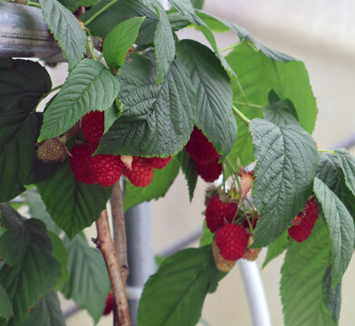 "Raspberry Color" Images – Browse 19,425 Stock Photos, Vectors, and ...