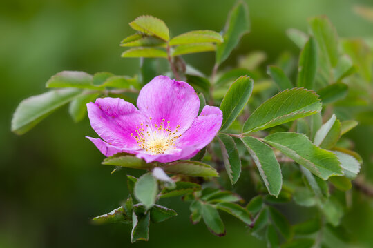 "Wild Rose" Images – Browse 17,830 Stock Photos, Vectors, and Video ...