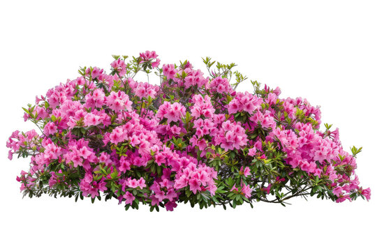 "Azalea Bush" Images – Browse 557 Stock Photos, Vectors, and Video ...