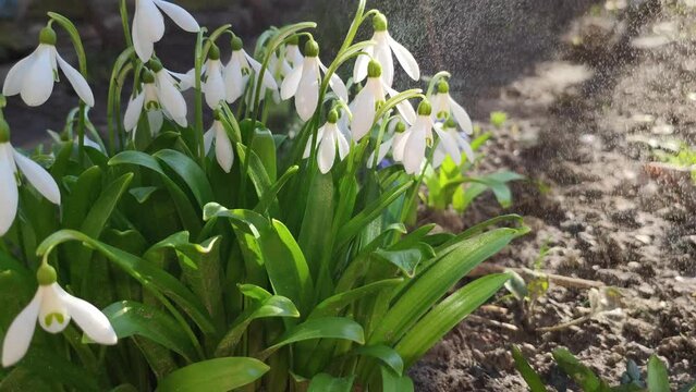 "Snowdrop Flowers" Images – Browse 5,164 Stock Photos, Vectors, and ...