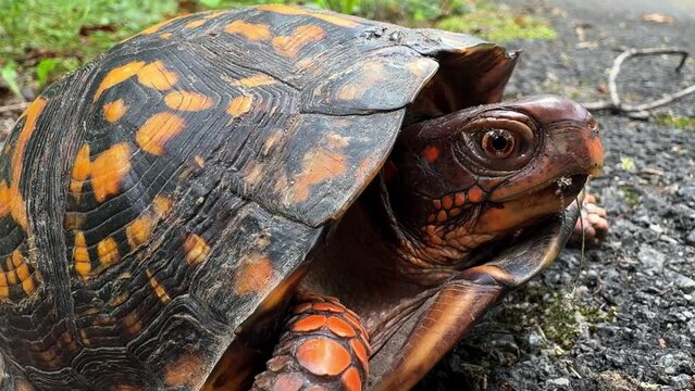"Box Turtle" Images – Browse 3,427 Stock Photos, Vectors, and Video ...