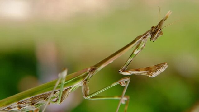 "Empusa Pennata" Images – Browse 870 Stock Photos, Vectors, and Video ...