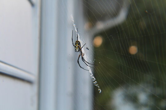 "Writing Spider" Images – Browse 320 Stock Photos, Vectors, and Video ...