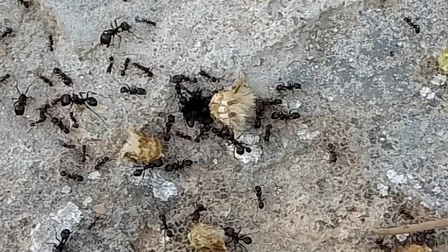 "Carpenter Ant" Images – Browse 4,424 Stock Photos, Vectors, and Video ...