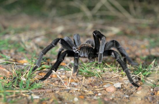 "Missouri Tarantula" Images – Browse 47 Stock Photos, Vectors, and ...