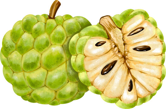 "Custard Apple Tree" Images – Browse 21,971 Stock Photos, Vectors, and ...
