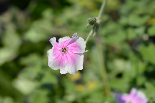"Rose Campion" Images – Browse 1,683 Stock Photos, Vectors, and Video ...
