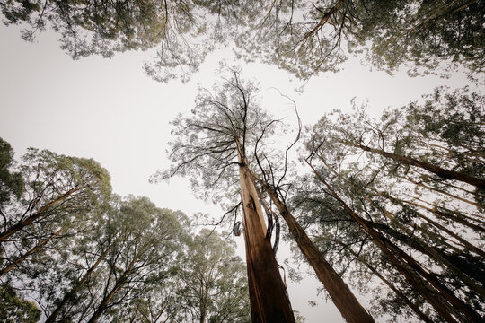 canopy trees examples