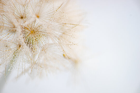 "Soft Background" Images – Browse 206,259 Stock Photos, Vectors, and ...