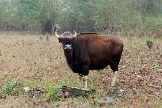 "Indian Gaur" Images – Browse 2,642 Stock Photos, Vectors, and Video ...