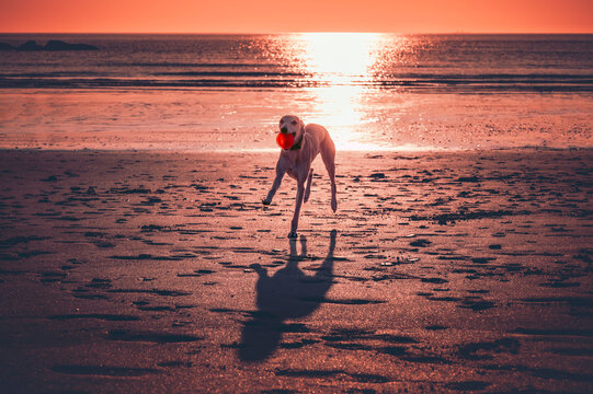 Whippet Silhouette Images – Browse 950 Stock Photos, Vectors, and Video ...