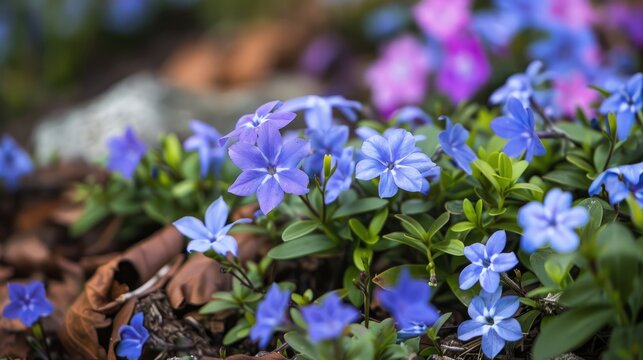 "Creeping Myrtle"-Bilder: Stock-Fotos & -Videos. | Adobe Stock