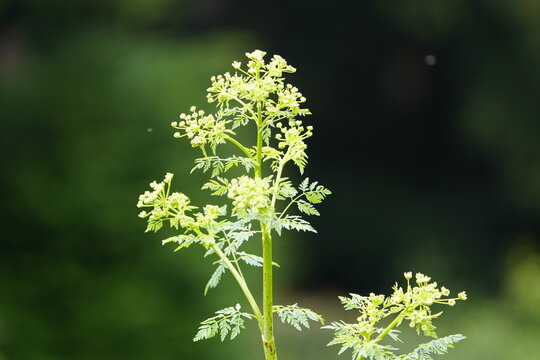 "British English" Images – Browse 167 Stock Photos, Vectors, and Video ...