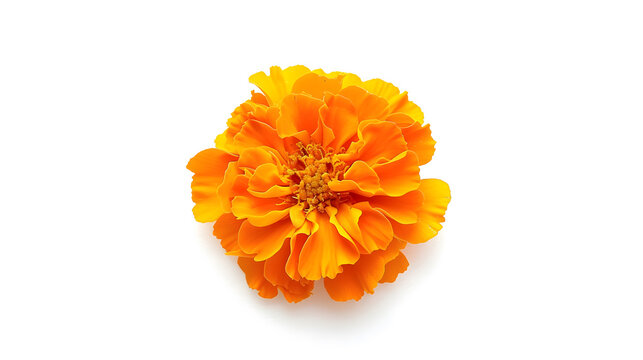 "Focus Stacking" Images – Browse 27,960 Stock Photos, Vectors, and ...