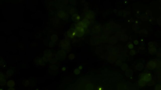 "Depth Of Focus" - Images et vidéos libres de droits | Adobe Stock