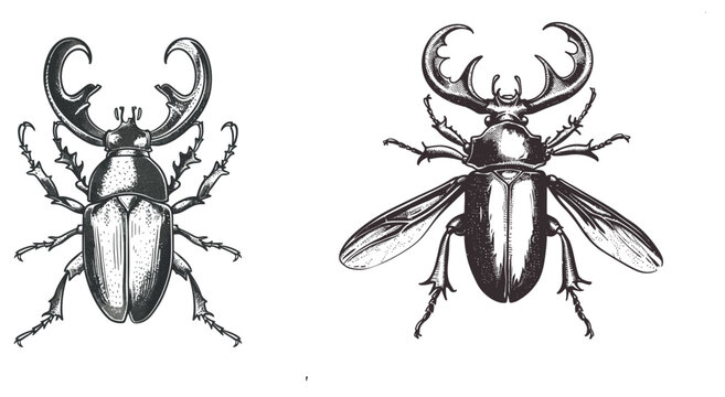 Beetle Images – Browse 128,465 Stock Photos, Vectors, and Video | Adobe ...