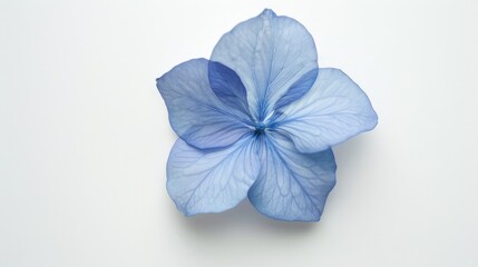 35+ Free simple flower pictures - PikWizard