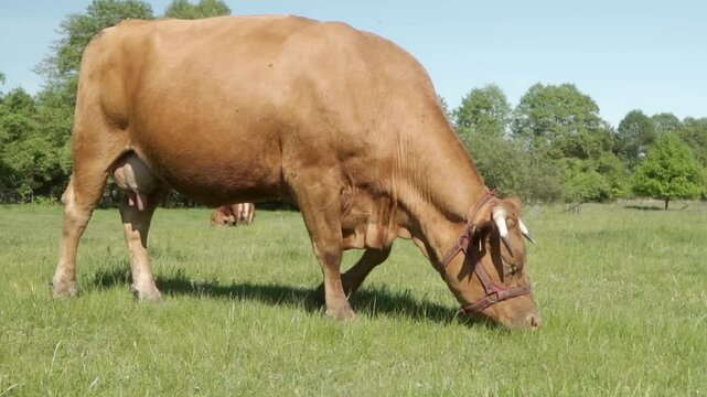 Cow Tail Images – Browse 29,967 Stock Photos, Vectors, and Video ...