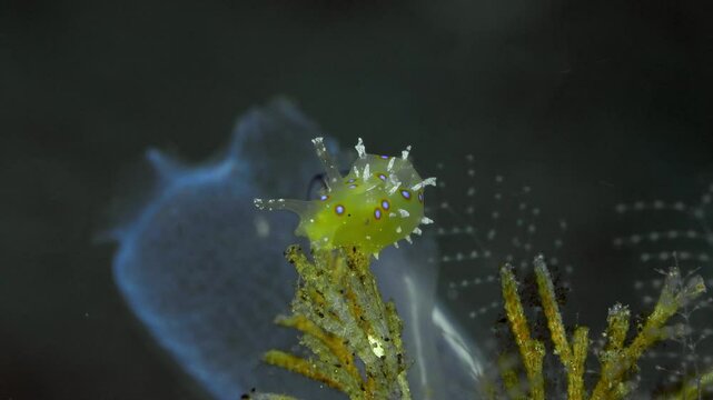 รูปภาพHydrozoans – เลือกดูภาพถ่ายสต็อก เวกเตอร์ และวิดีโอ3,304 | Adobe ...