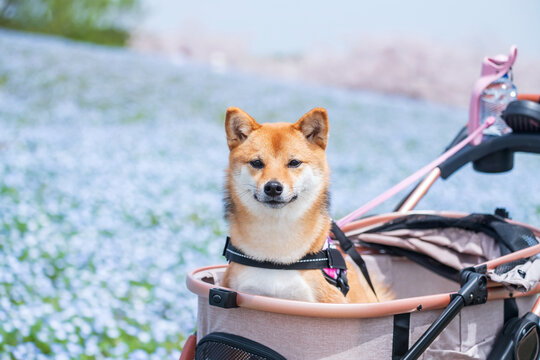 รูปภาพHachi – เลือกดูภาพถ่ายสต็อก เวกเตอร์ และวิดีโอ303 | Adobe Stock