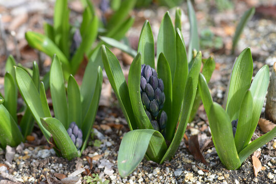 "Dutch Hyacinth" Images – Browse 6,790 Stock Photos, Vectors, and Video ...