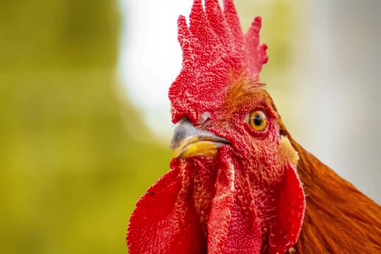 "Rooster Face" Images – Browse 302 Stock Photos, Vectors, and Video ...