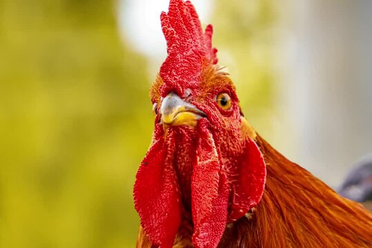 "Slaughter Chicken" Images – Browse 22 Stock Photos, Vectors, and Video ...