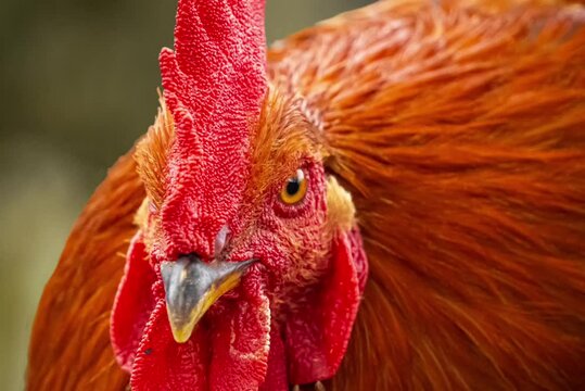 "Slaughter Chicken" Images – Browse 22 Stock Photos, Vectors, and Video ...