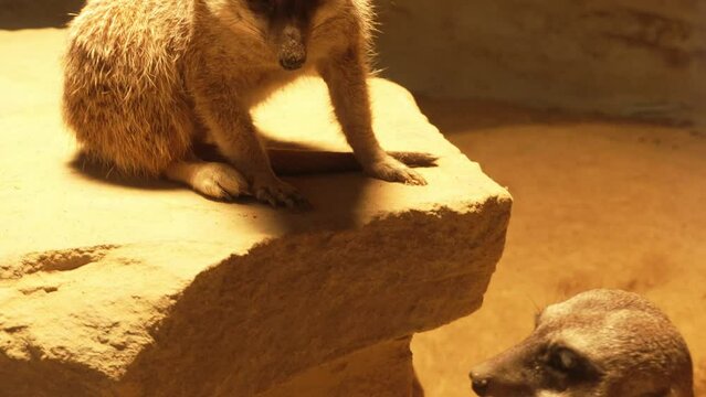 "Suricata Suricatta" Images – Browse 84,162 Stock Photos, Vectors, and ...