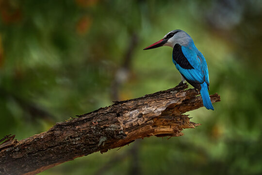 "Halcyon Senegalensis" Images – Browse 593 Stock Photos, Vectors, and ...