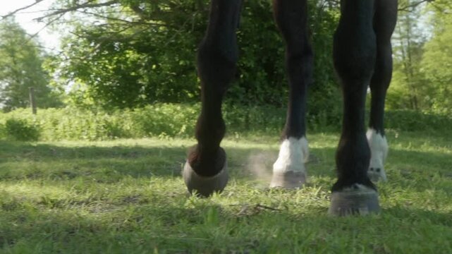 Hoof-Mark Images – Browse 464 Stock Photos, Vectors, and Video | Adobe ...