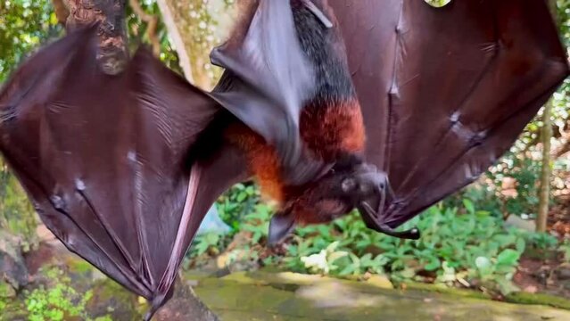 "Large Flying Fox" Images – Browse 851 Stock Photos, Vectors, and Video ...