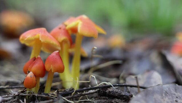 "Red Mushroom" Images – Browse 2,602 Stock Photos, Vectors, and Video ...