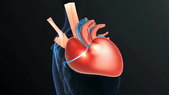 "Heart Beating" Images – Browse 1,764 Stock Photos, Vectors, and Video ...