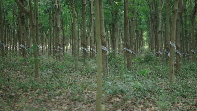 "Rubber Tree"-Bilder: Stock-Fotos & -Videos. | Adobe Stock