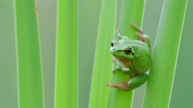 「Tree-Frog」の写真素材 | 88,014件の無料イラスト画像 | Adobe Stock
