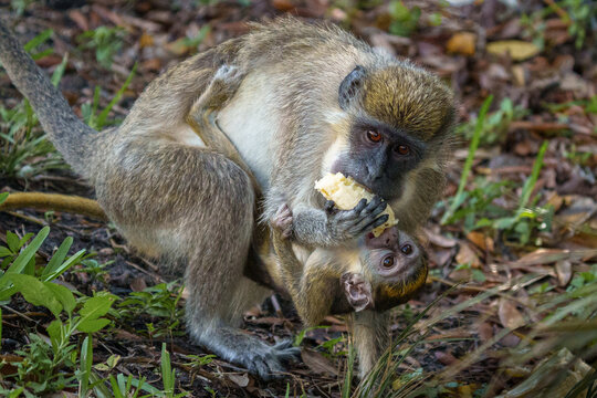 "Green Monkey"-Bilder: Stock-Fotos & -Videos. | Adobe Stock
