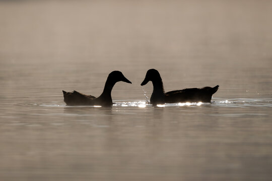 "Domestic Ducks" Images – Browse 1,819 Stock Photos, Vectors, and Video ...