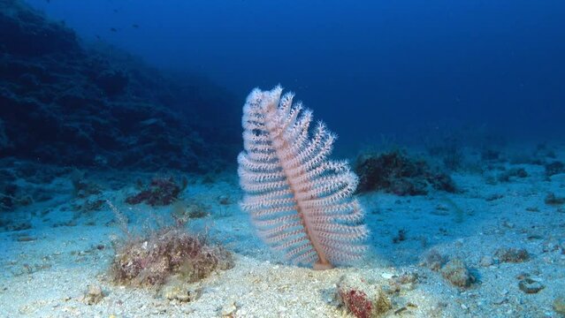 "Sea Pen" Images – Browse 391 Stock Photos, Vectors, and Video | Adobe ...