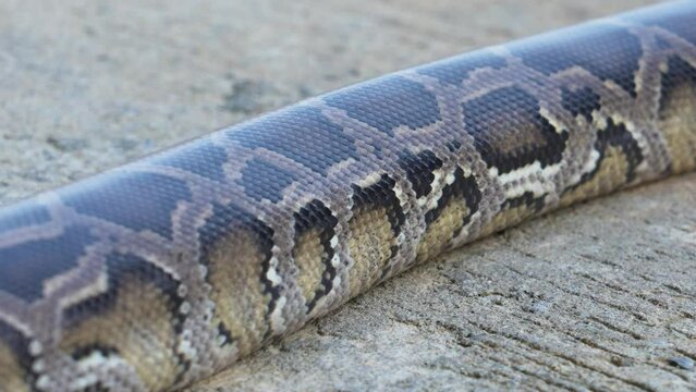 "Burmese Python" Images – Browse 3,135 Stock Photos, Vectors, and Video ...