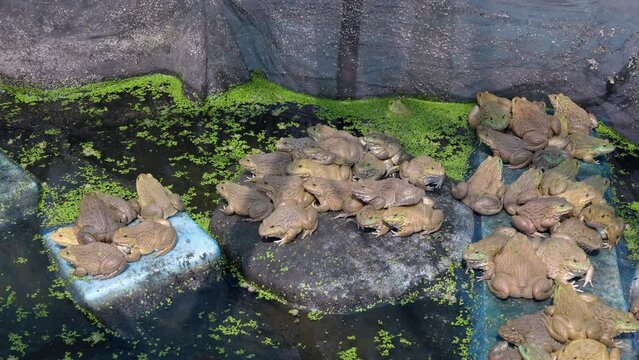 Bullfrog Images – Browse 16,062 Stock Photos, Vectors, and Video ...