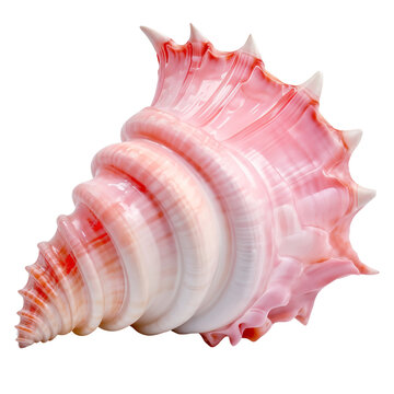Conch Shell Images – Browse 176,437 Stock Photos, Vectors, and Video ...