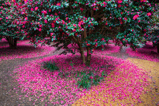 "Camellia Flower" Images – Browse 3,060 Stock Photos, Vectors, and ...