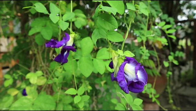 "Bunga Telang" Images – Browse 267 Stock Photos, Vectors, and Video ...