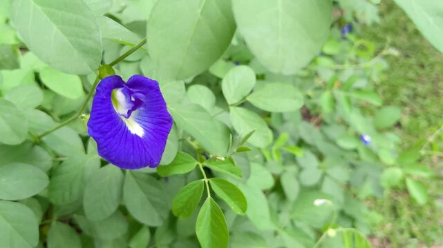 "Bunga Telang" Images – Browse 167 Stock Photos, Vectors, and Video ...