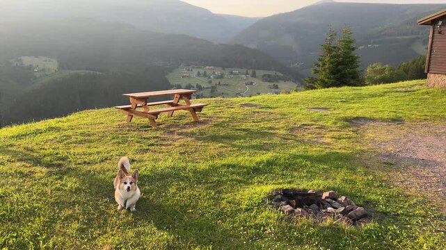 Campfire Dog Images – Browse 5,547 Stock Photos, Vectors, and Video ...