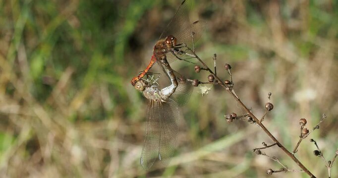 Accouplement Images – Browse 1,621 Stock Photos, Vectors, and Video ...