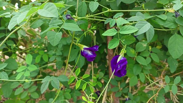 "Butterfly Pea" Images – Browse 13,100 Stock Photos, Vectors, and Video ...